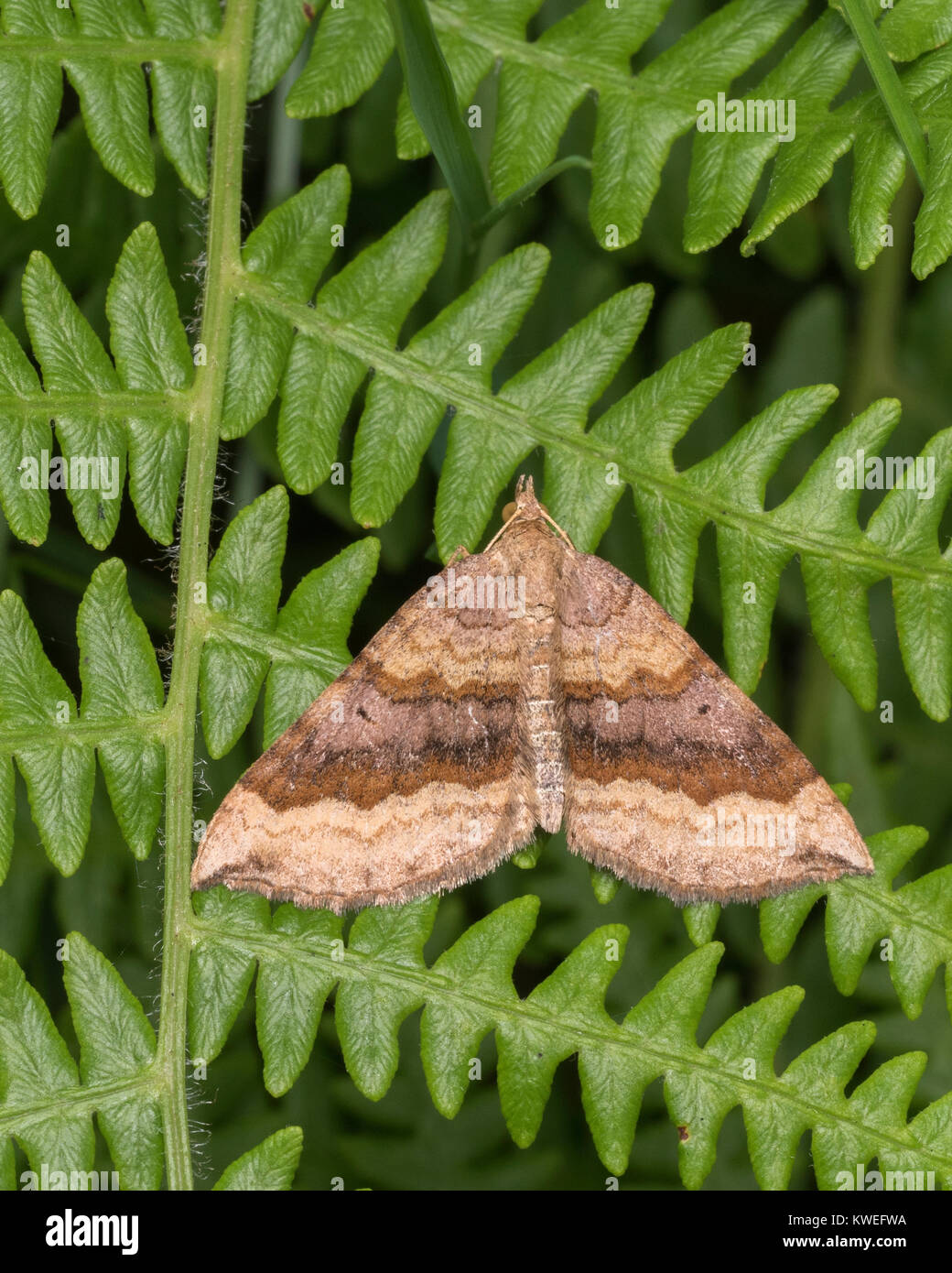 Shaded broad bar moth resting on a fern hi-res stock photography and ...