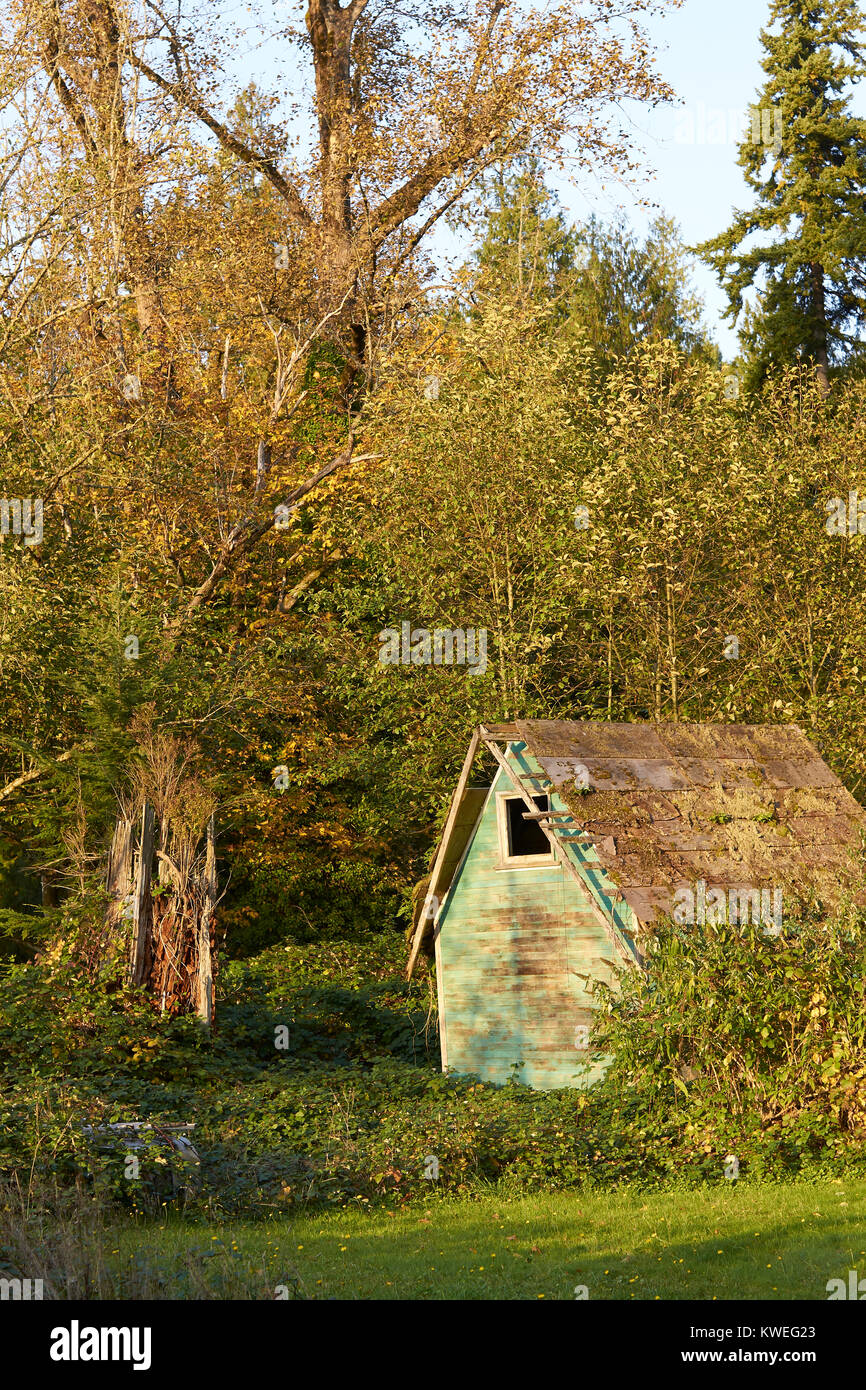 an abandoned shack in the forest near fall city washington state Stock ...