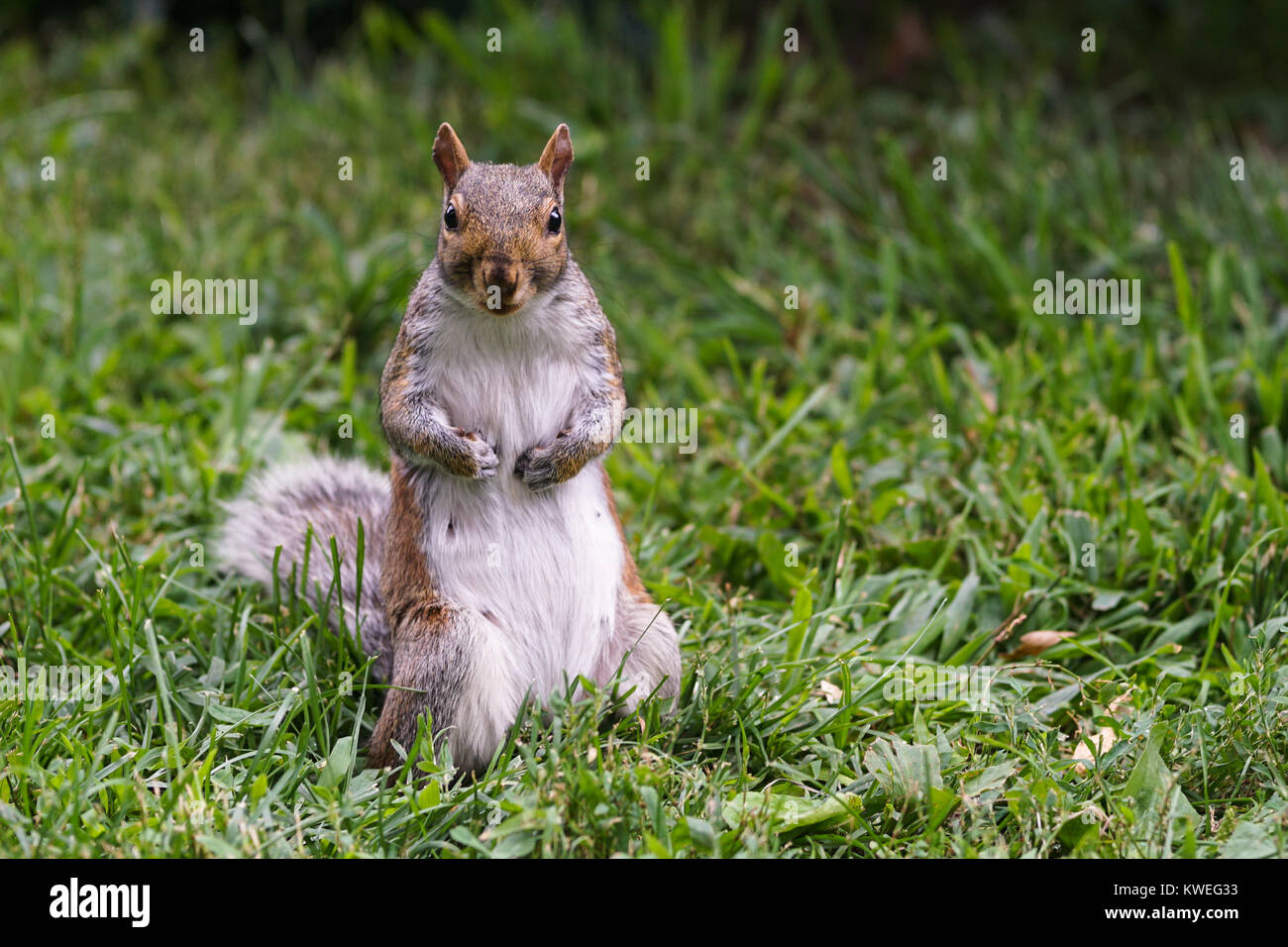 A close up of a Gray Squirrel in Central Park, New York City Stock ...