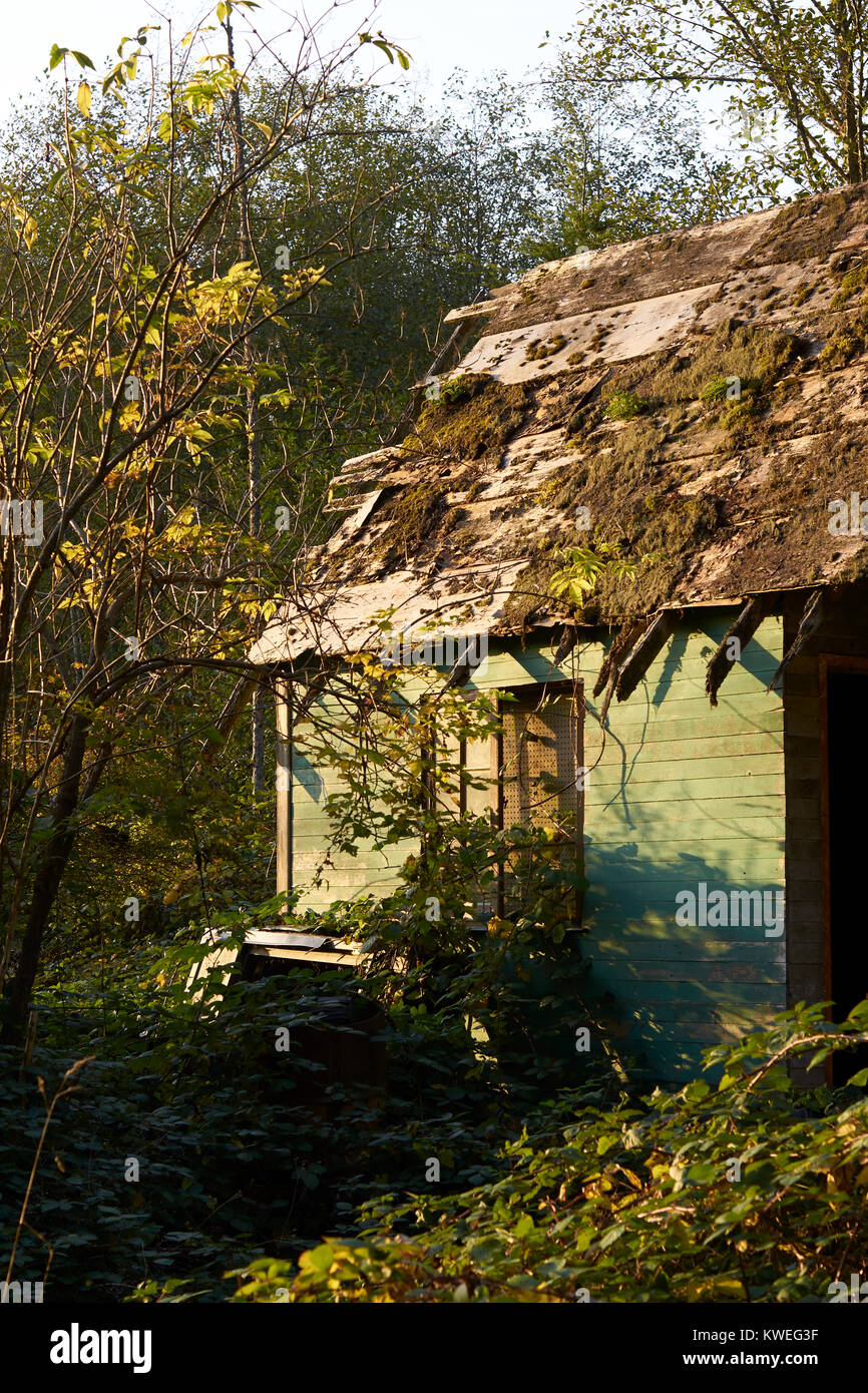 an abandoned shack in the forest near fall city washington state Stock ...