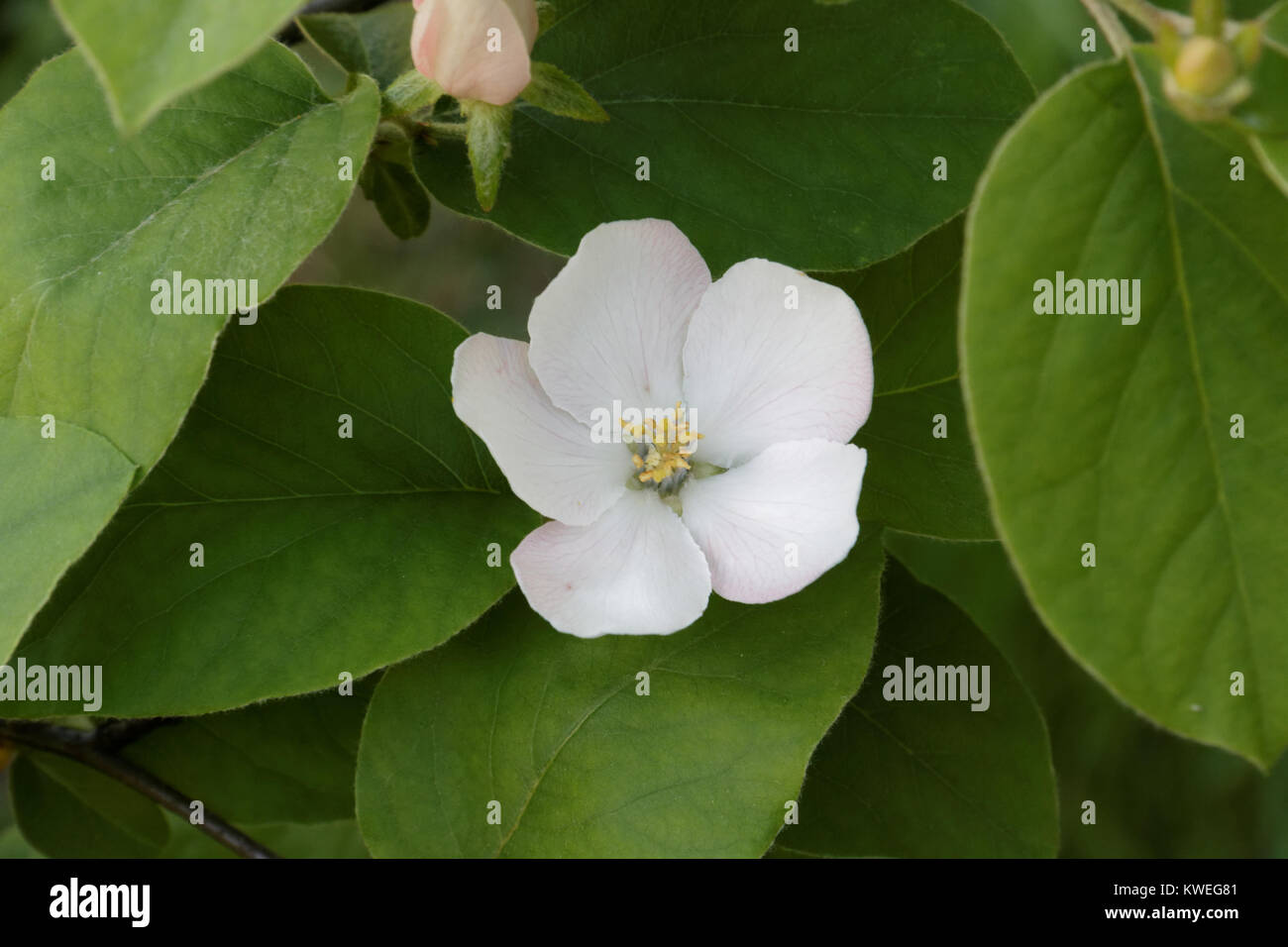 Cydonia hi-res stock photography and images - Alamy