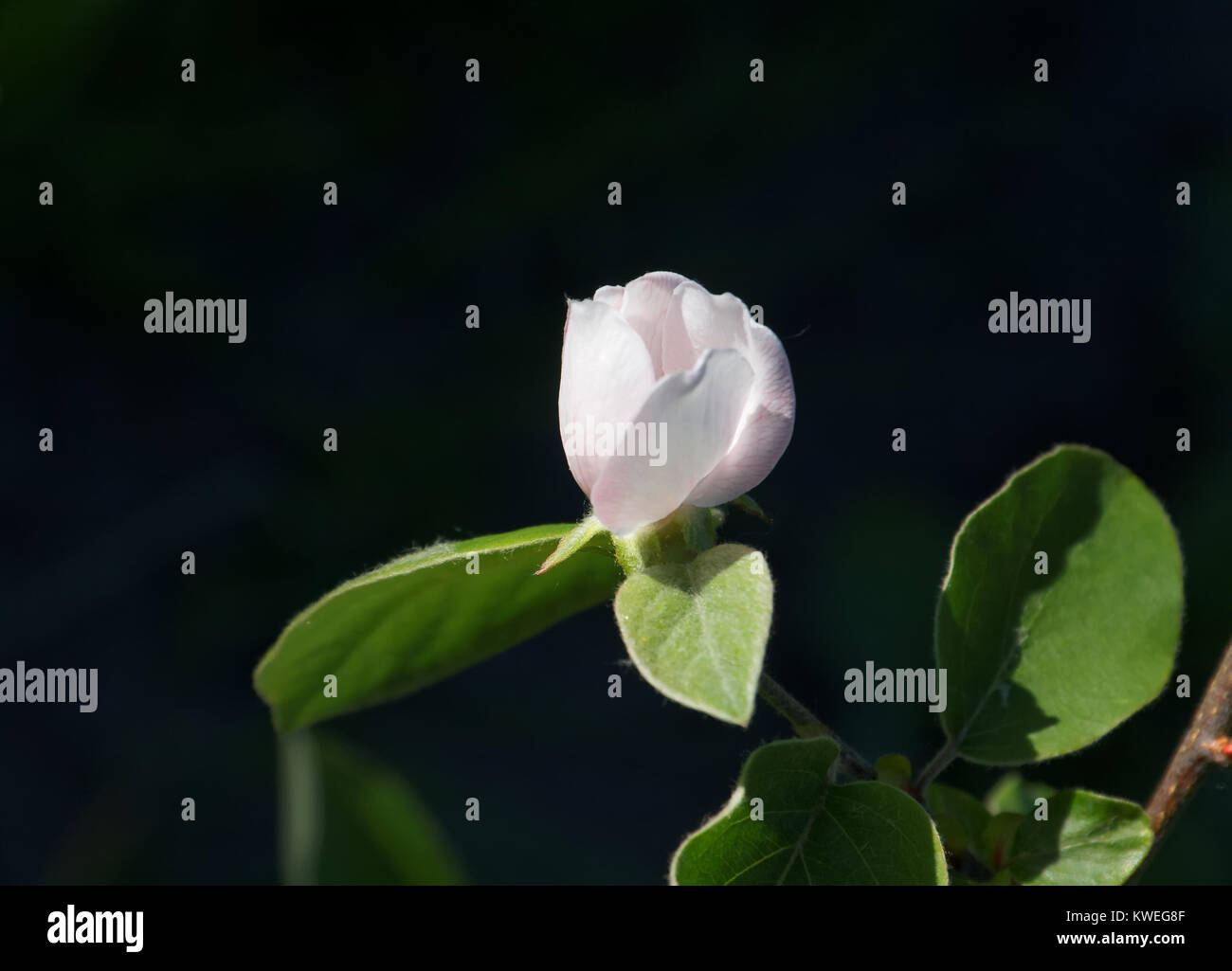 Cydonia oblonga blossom Stock Photo - Alamy