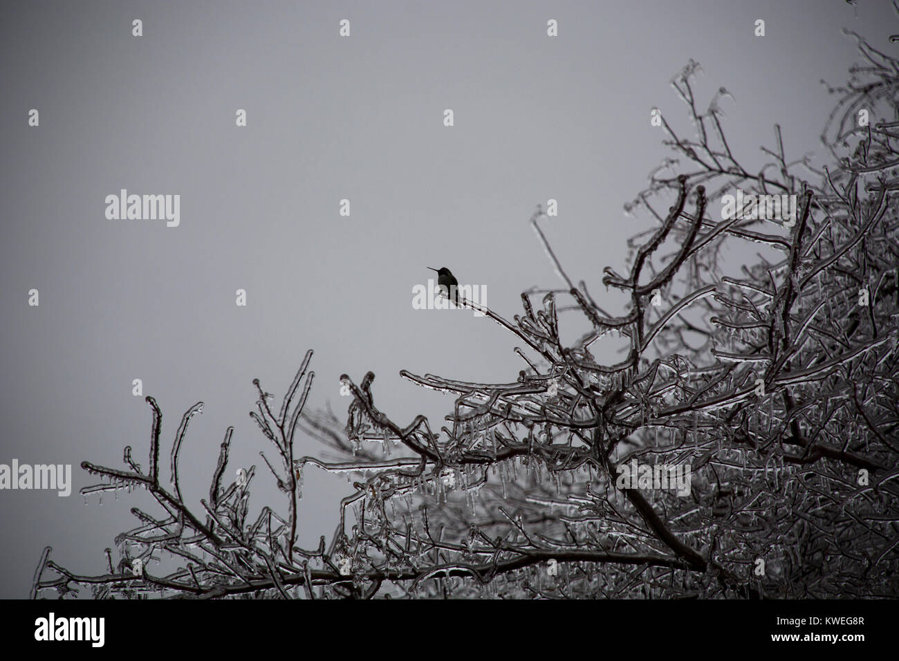 Hummingbird sitting on branch covered with ice Stock Photo - Alamy