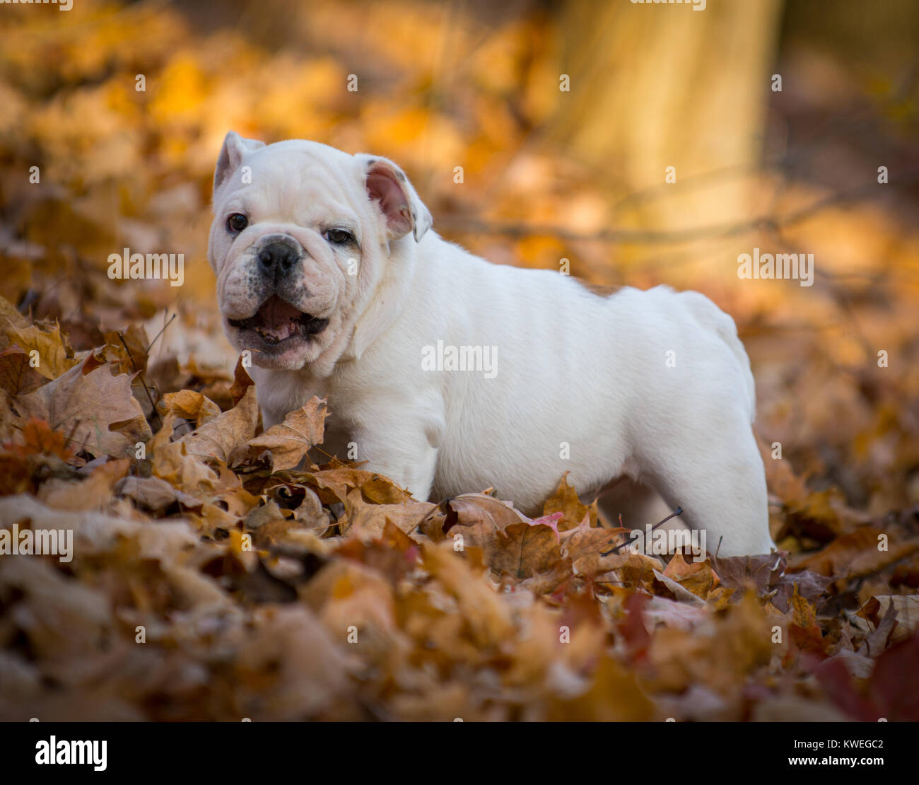 bulldog puppy playing outside in the autumn leaves Stock Photo - Alamy