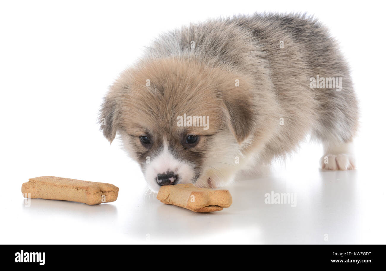 pembroke welsh corgi puppy with dog bone on white background Stock ...