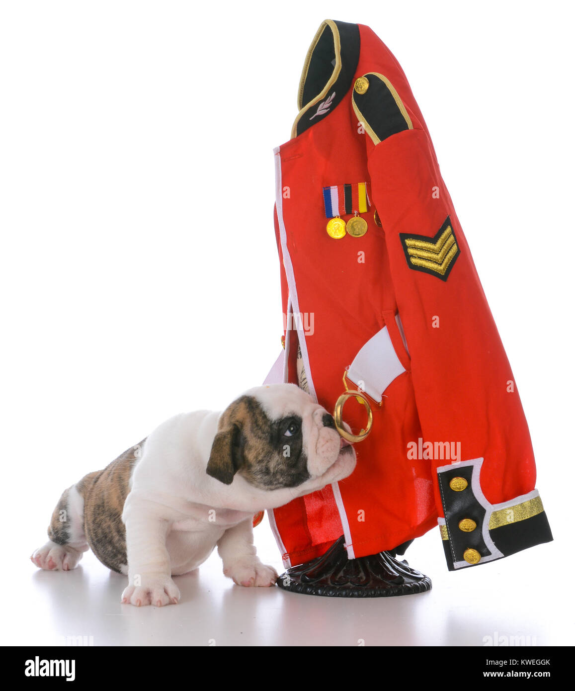 bulldog puppy with police jacket Stock Photo - Alamy