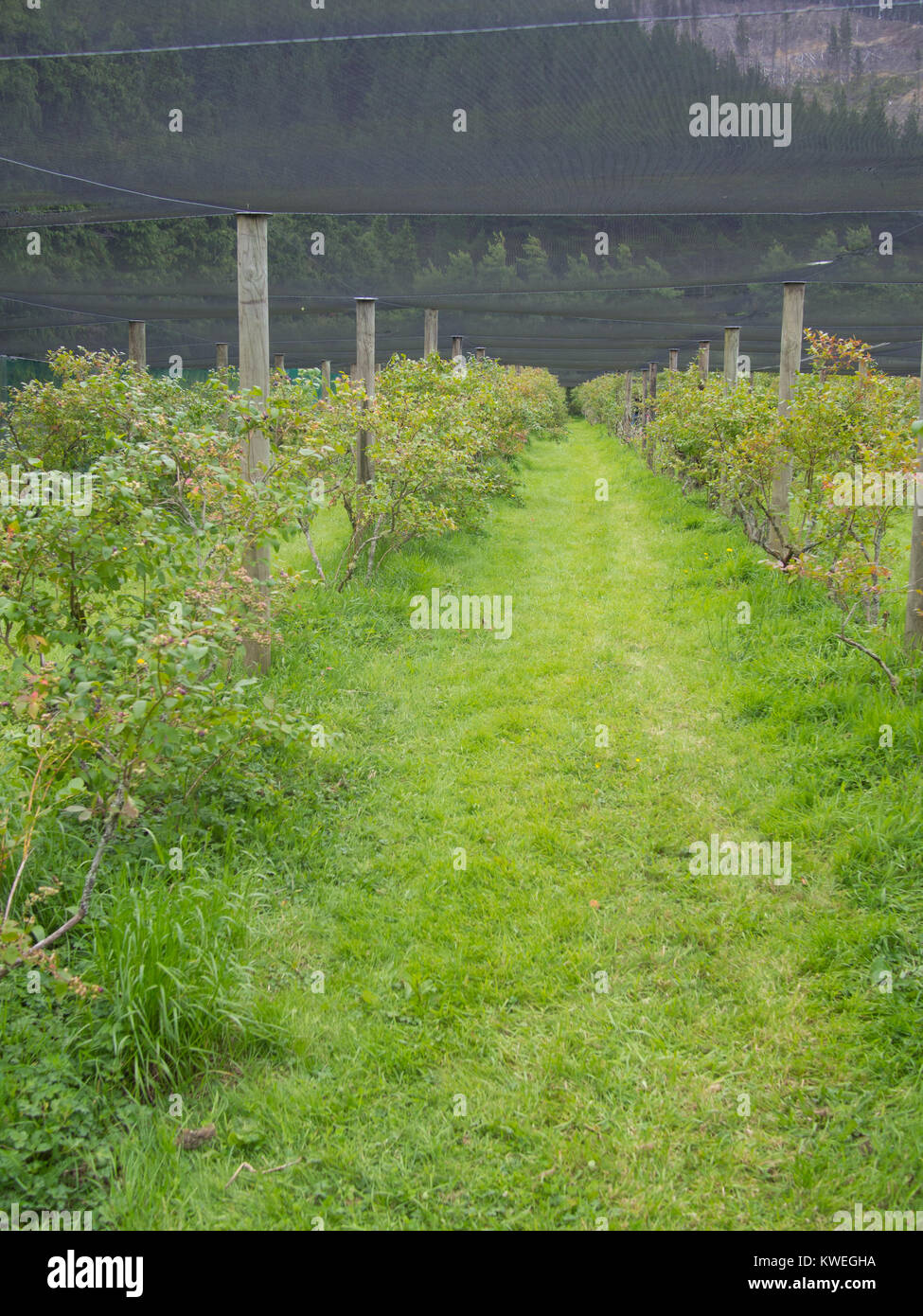 Row Of Blueberry Bushes Stock Photo - Alamy