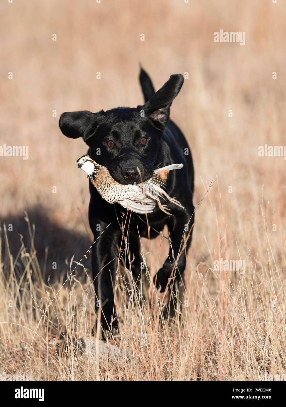 A Black Lab with a Bobwhite Quail in Kansas on a late autumn day Stock ...