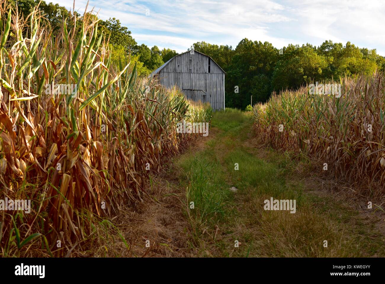 Fall corn hi-res stock photography and images - Alamy