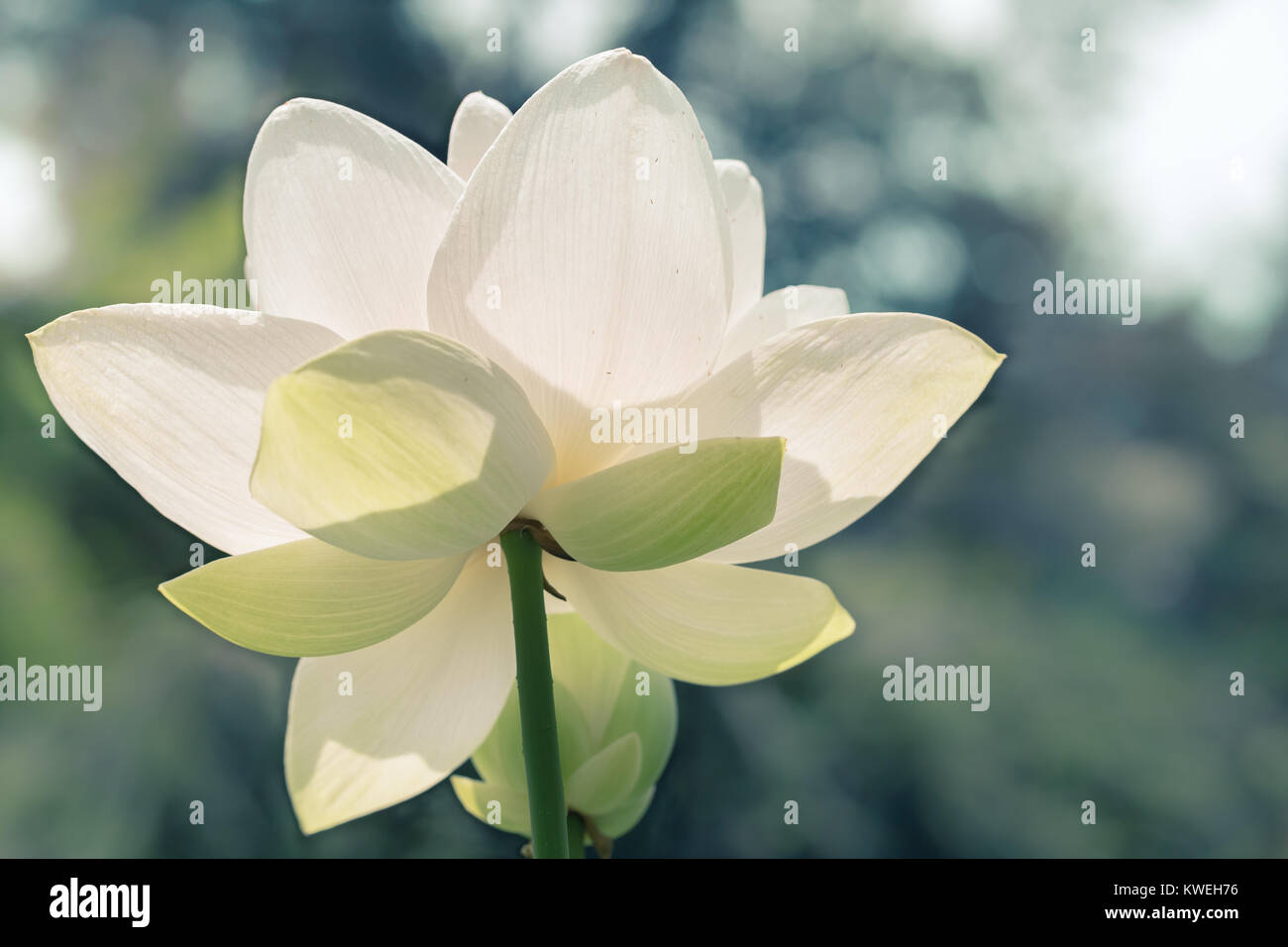 Back view of beautiful lotus flower Stock Photo - Alamy