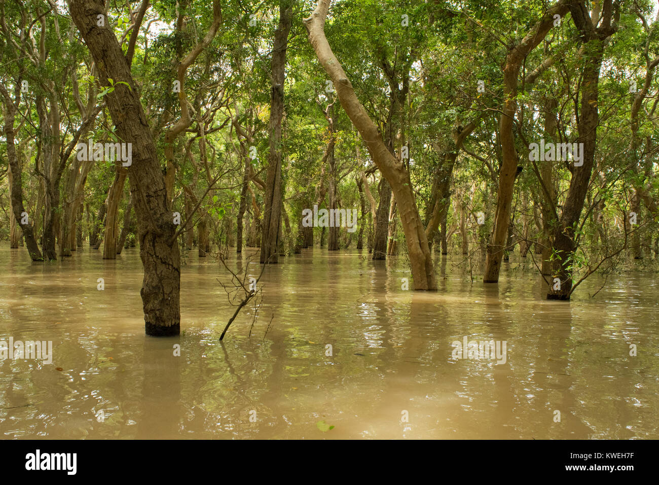 Floating flooded drowned forest of trees near Kampong Phluk, Siem Reap ...