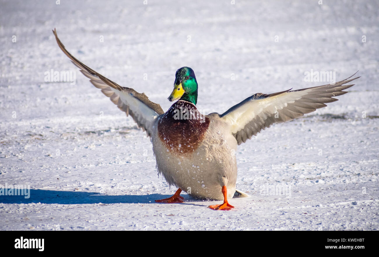 Male Mallard On Snow With Wings Open Stock Photo - Alamy