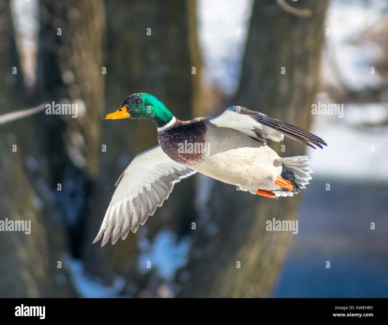 Mallard snow flying hi-res stock photography and images - Alamy