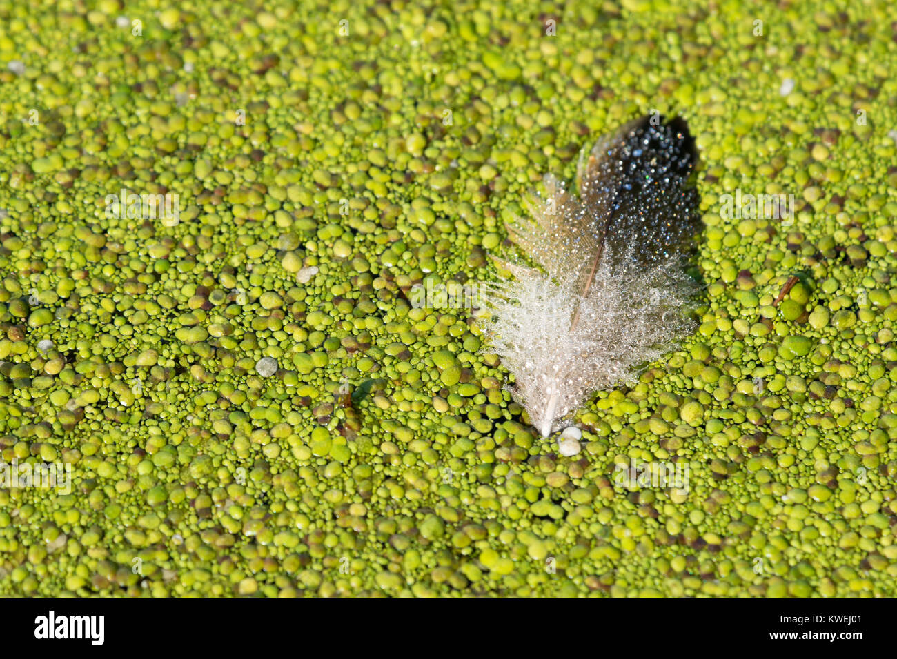 Talking water gardens hi-res stock photography and images - Alamy