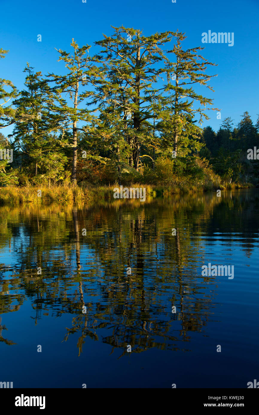 Beaver Creek, Brian Booth State Park, Oregon Stock Photo - Alamy