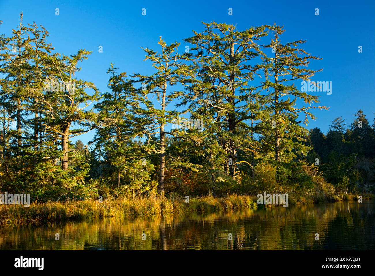 Beaver Creek, Brian Booth State Park, Oregon Stock Photo - Alamy