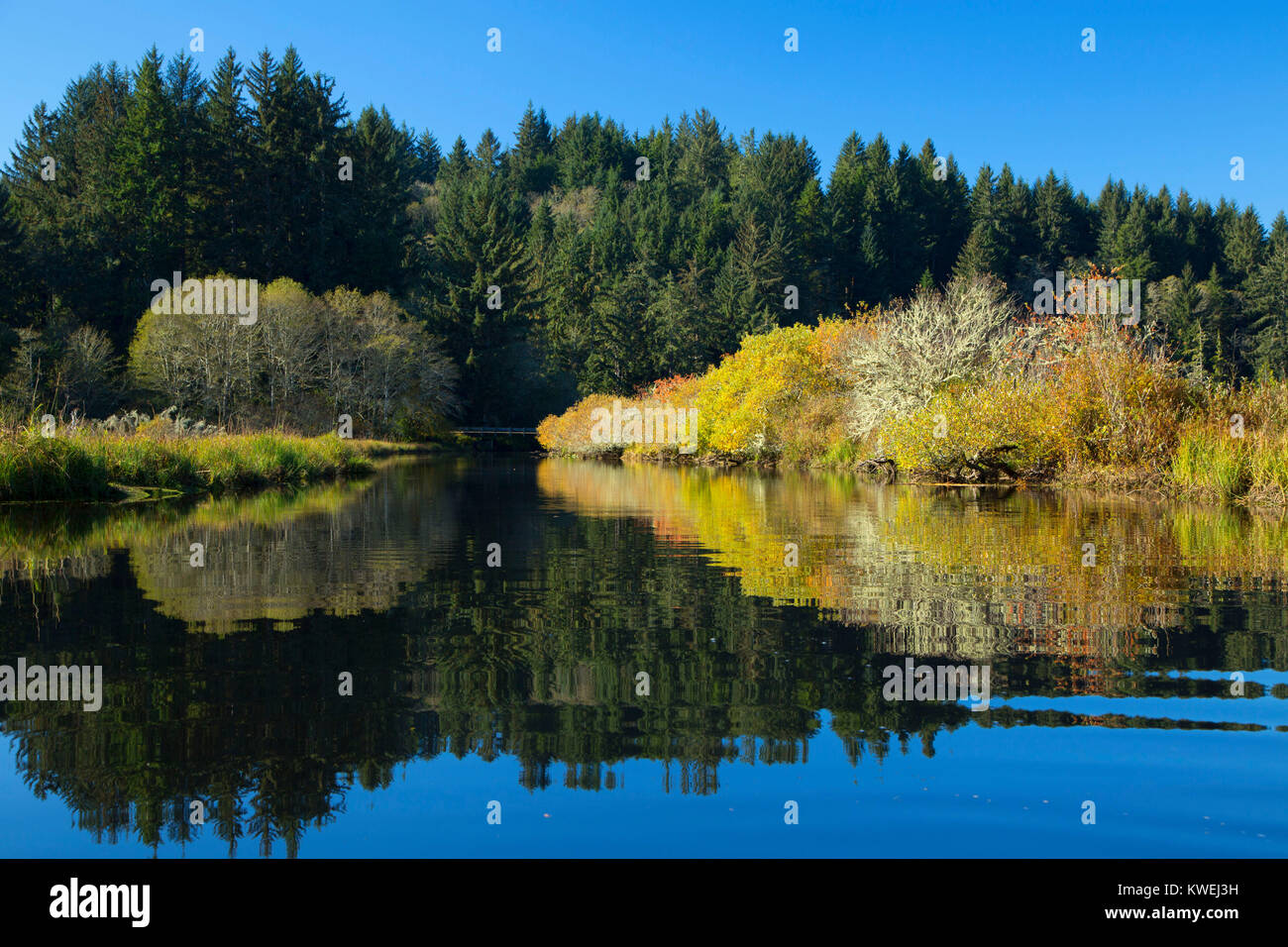 Beaver Creek, Brian Booth State Park, Oregon Stock Photo - Alamy