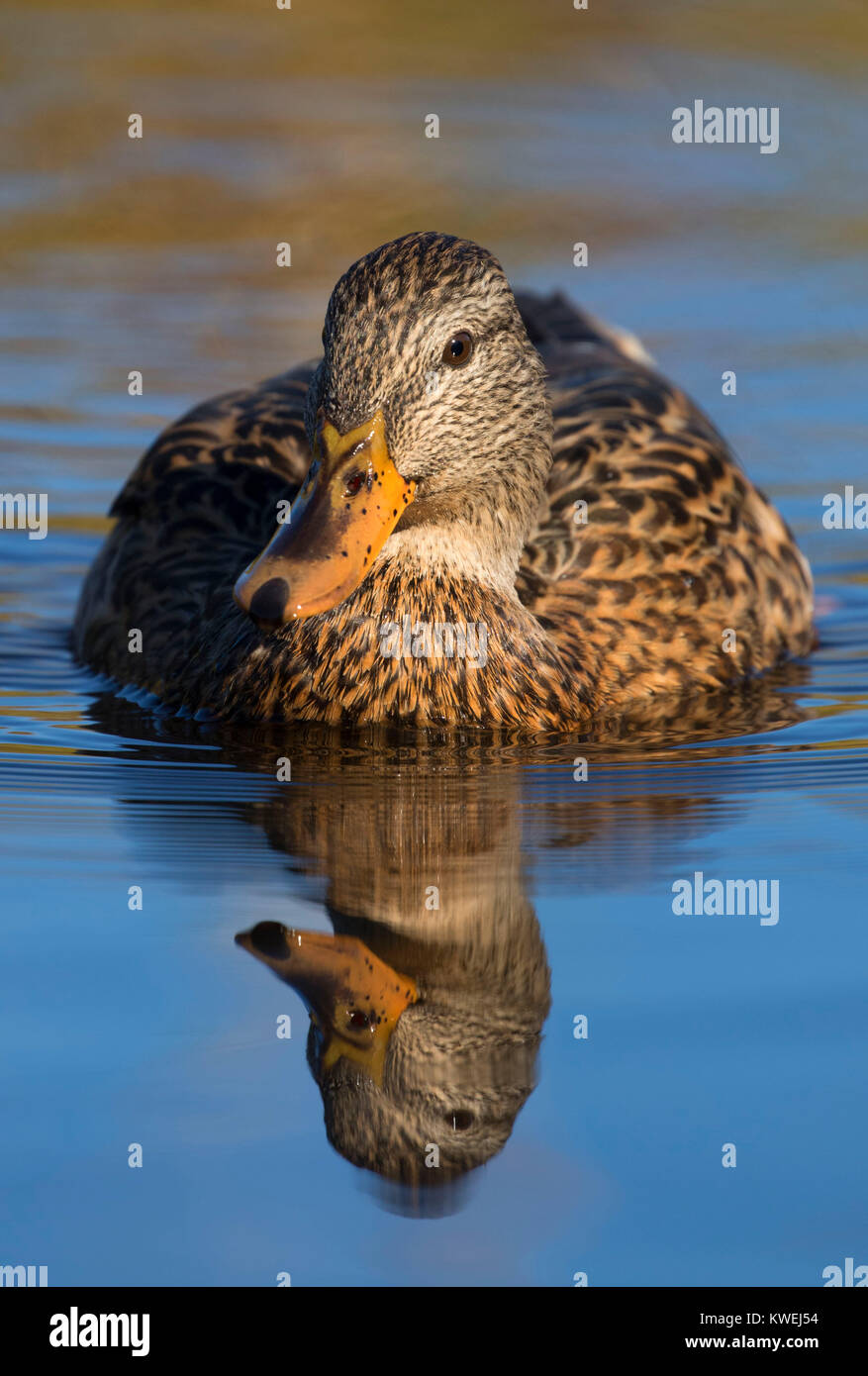 Mallard hen, Brian Booth State Park, Oregon Stock Photo - Alamy