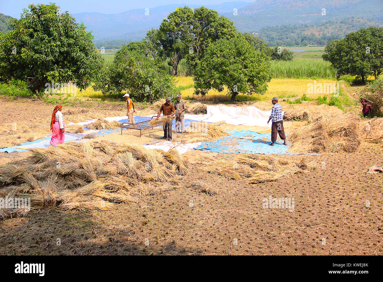 Farmers rice threshing in paddy field, Sonapur village, near Panshet ...