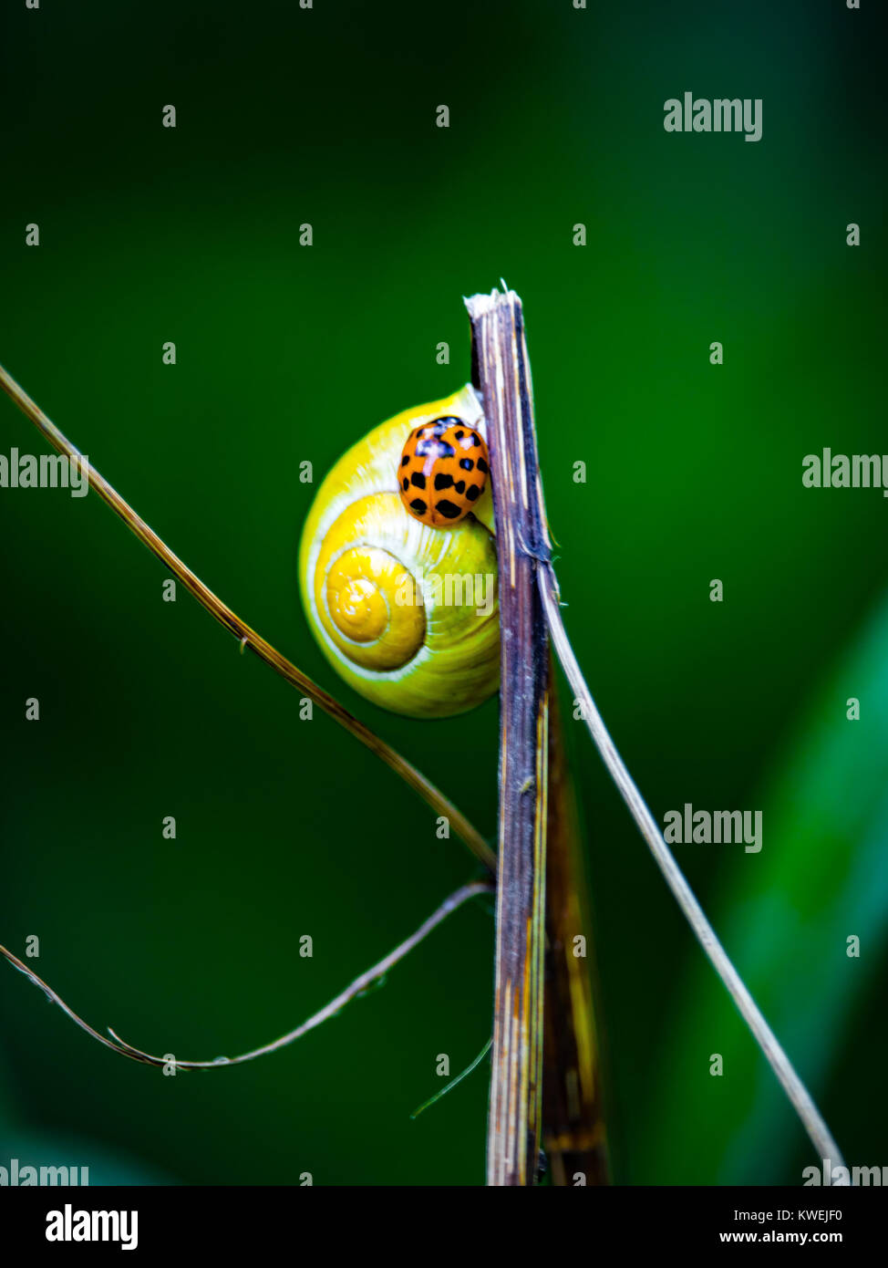 Ladybug on a Snail Stock Photo - Alamy