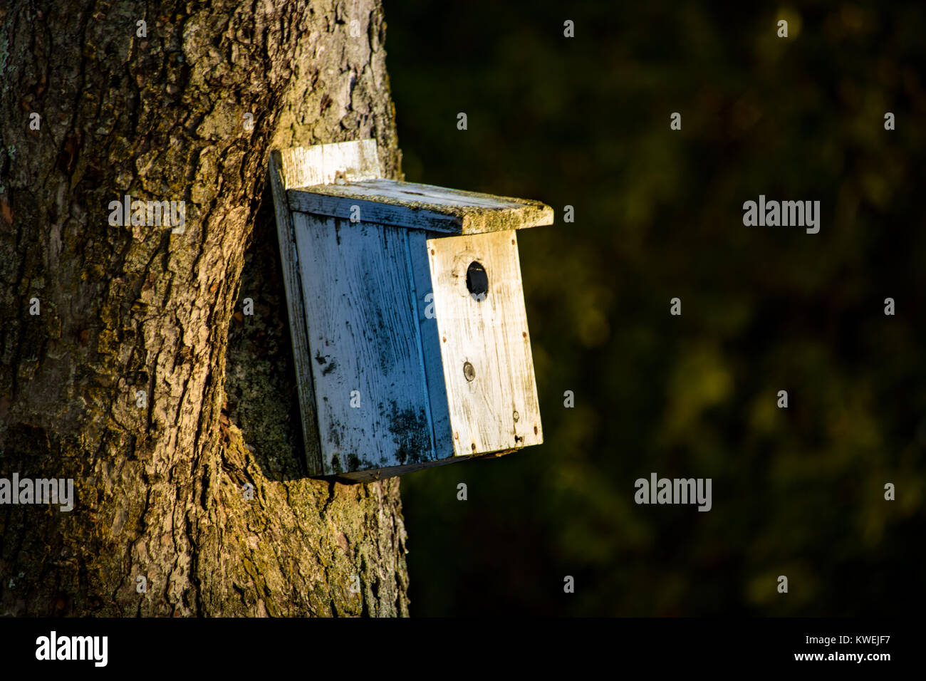 Birdhouse on a Tree Stock Photo - Alamy