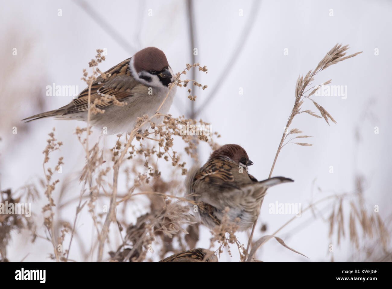 House sparrow in the wild extracts food Stock Photo - Alamy