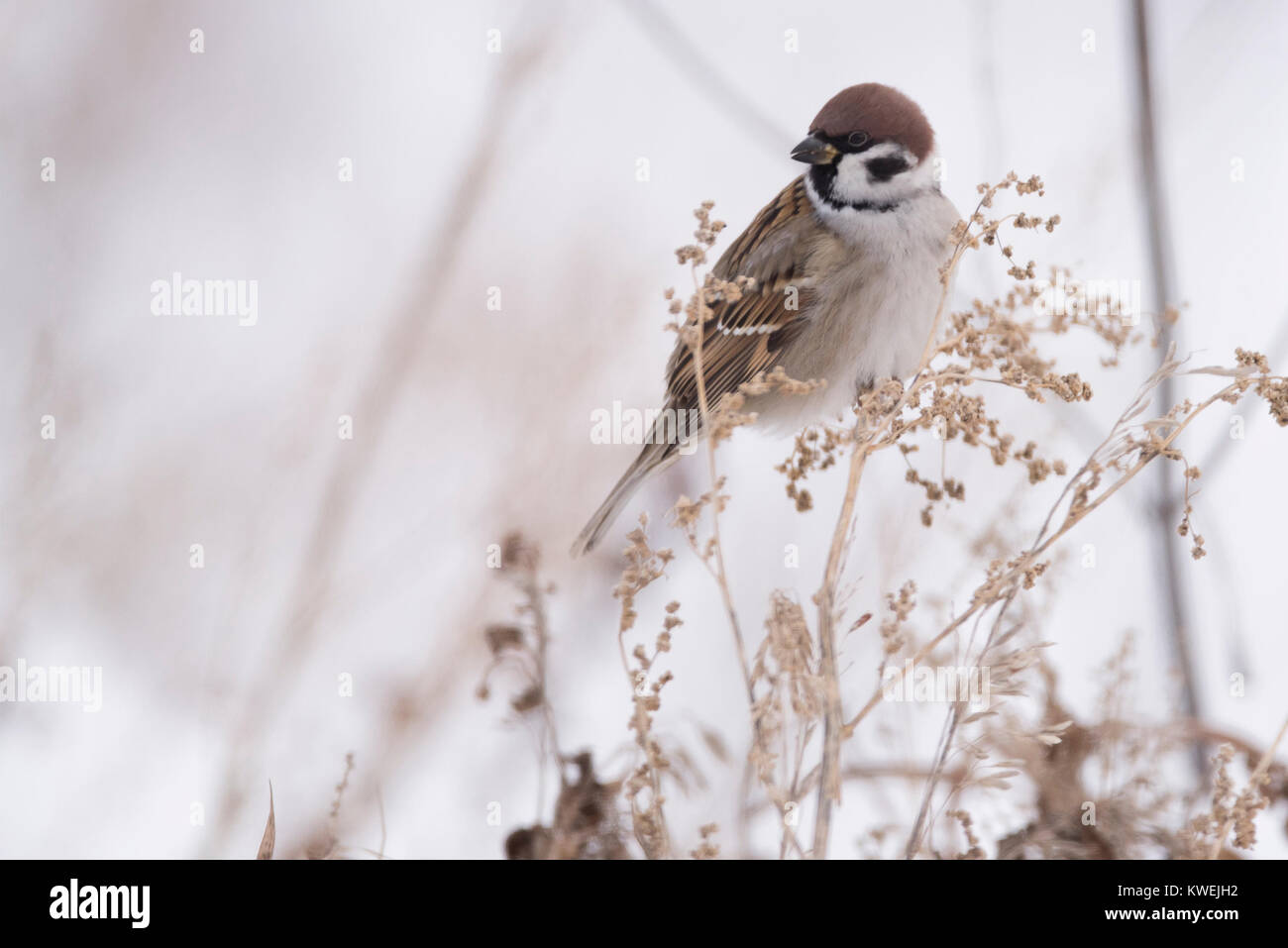 House sparrow in the wild extracts food Stock Photo - Alamy