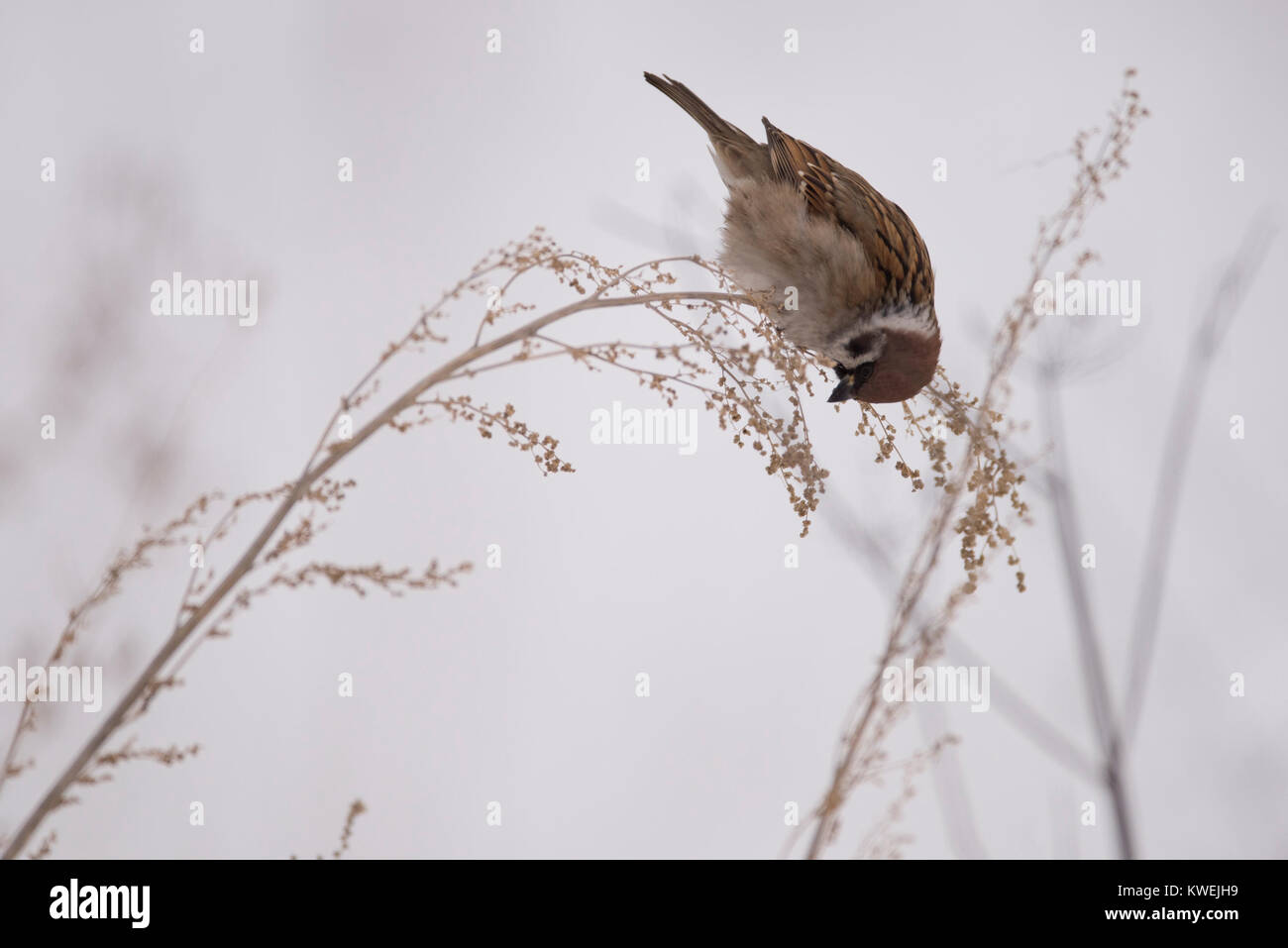 House sparrow in the wild extracts food Stock Photo - Alamy