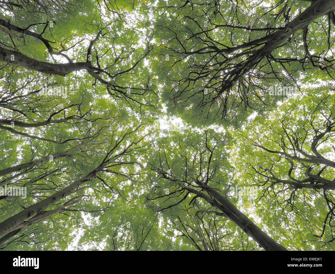 Reflection of tree canopy hi-res stock photography and images - Alamy