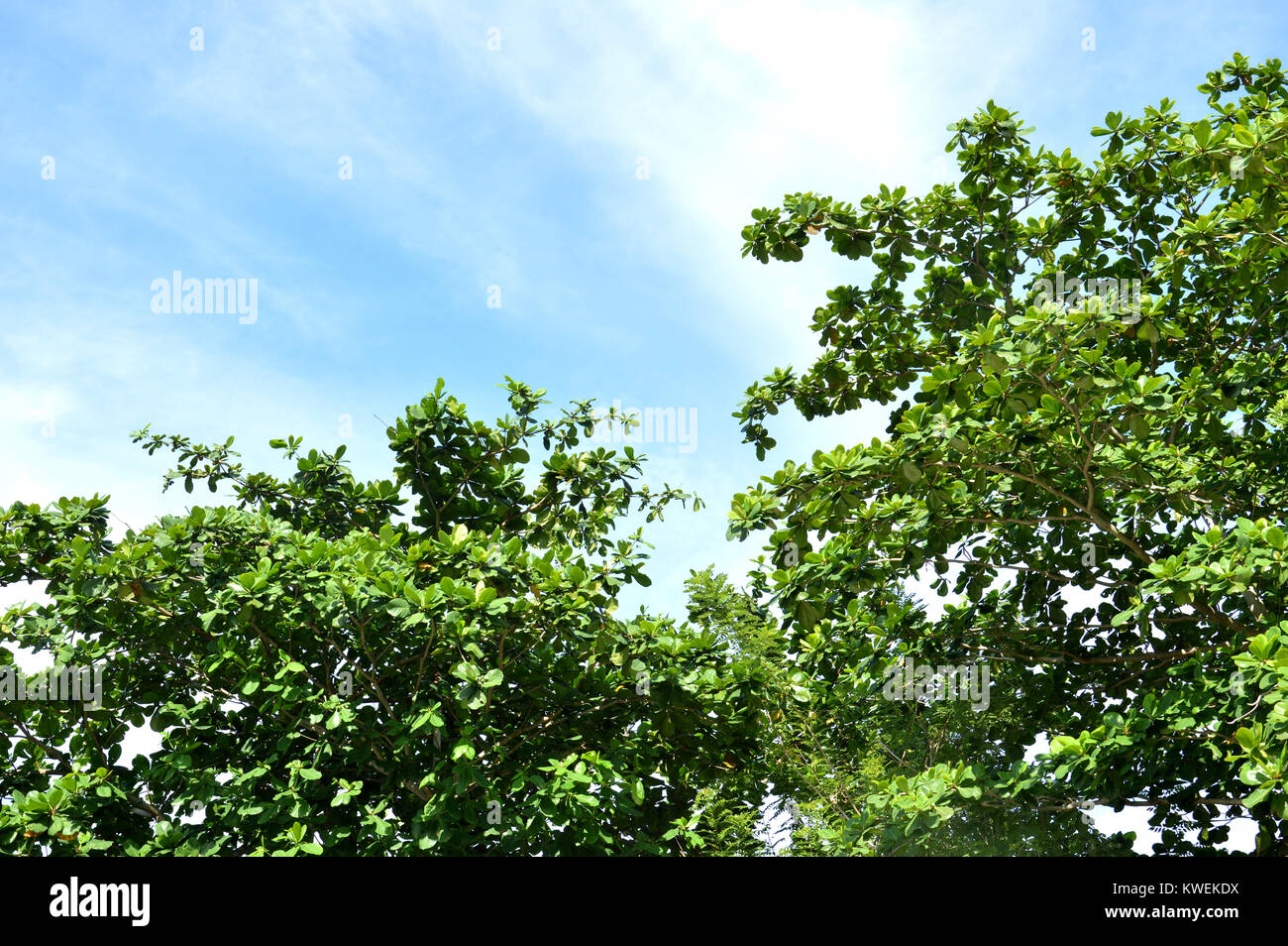 Terminalia Catappa Fruit High Resolution Stock Photography and Images ...