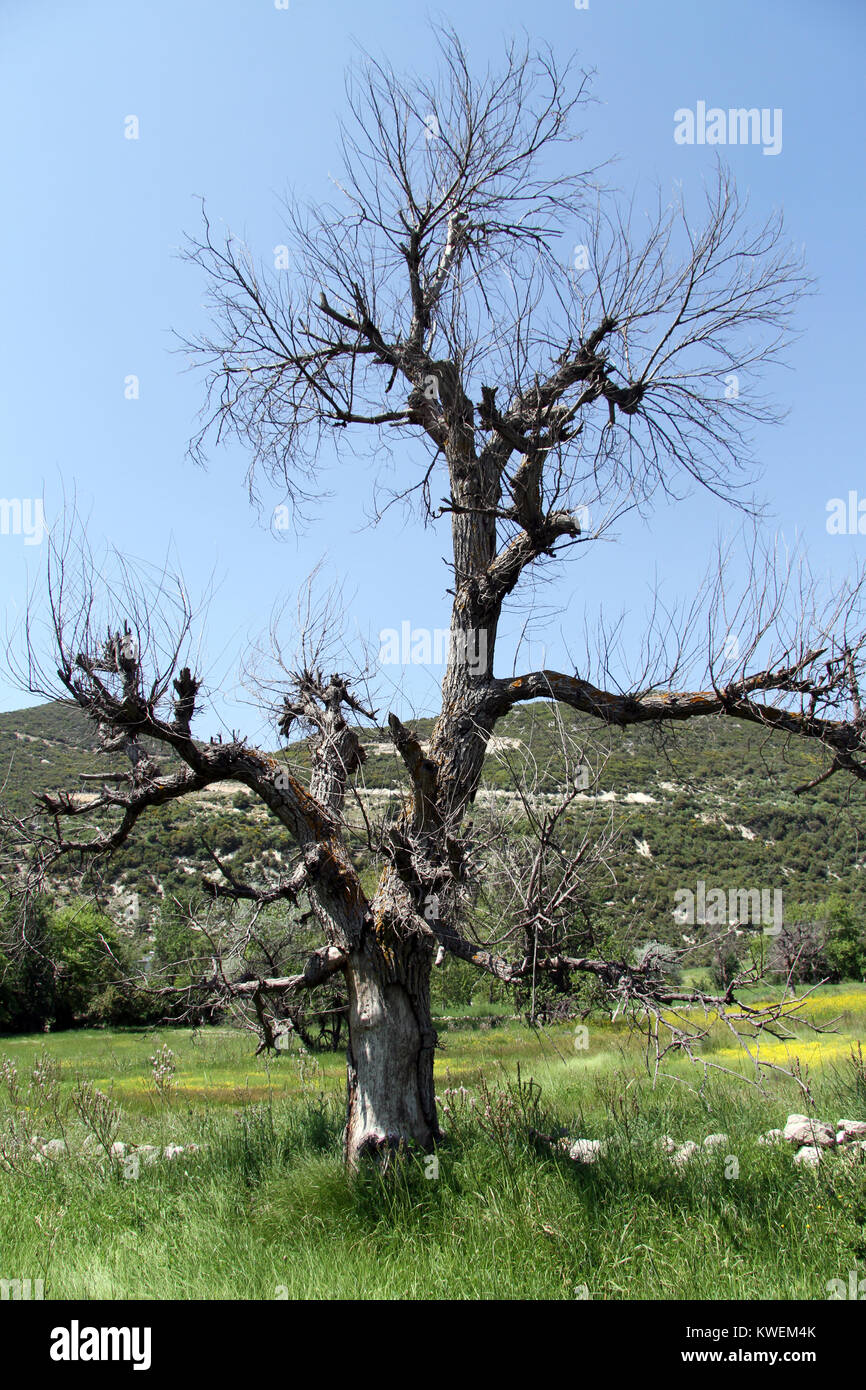 Big dry tree on the green field in Turkey Stock Photo - Alamy