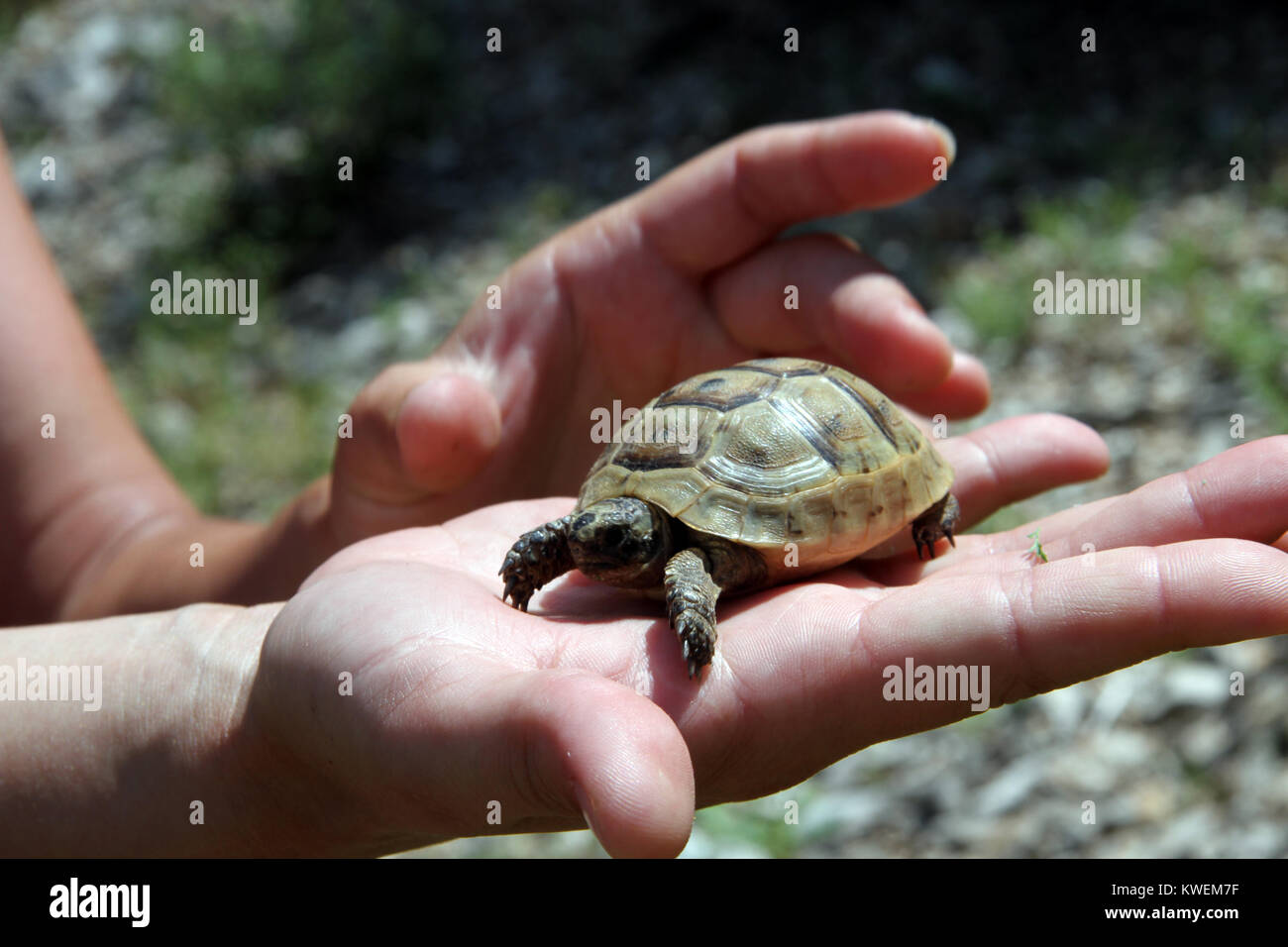 Small turtle on the human palm Stock Photo - Alamy