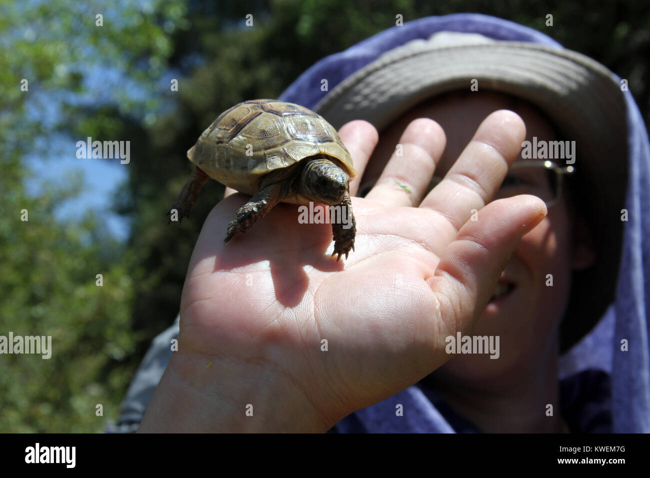 Young turtle on the palm of woman Stock Photo - Alamy