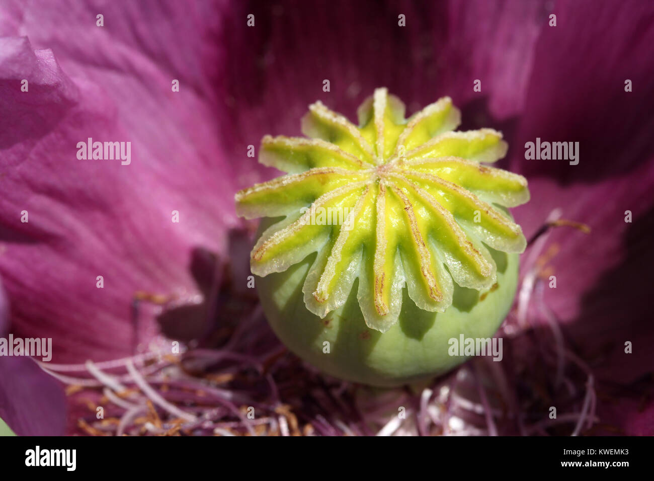 Harvesting the cocoon hi-res stock photography and images - Alamy