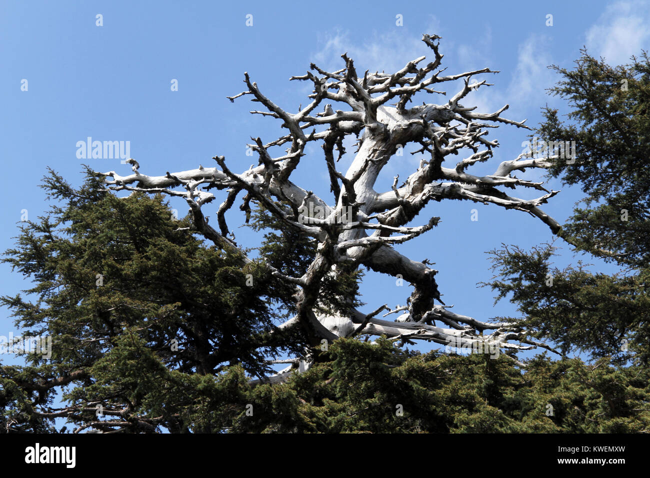 Dry top prt of big cedar tree in the forest, Turkey Stock Photo - Alamy