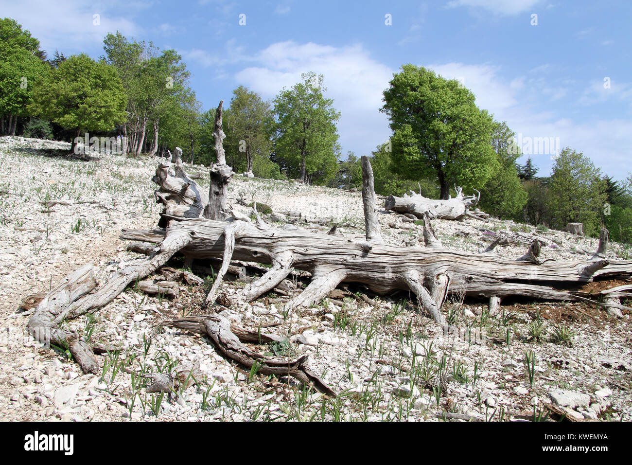 Fallen dry tree hi-res stock photography and images - Alamy