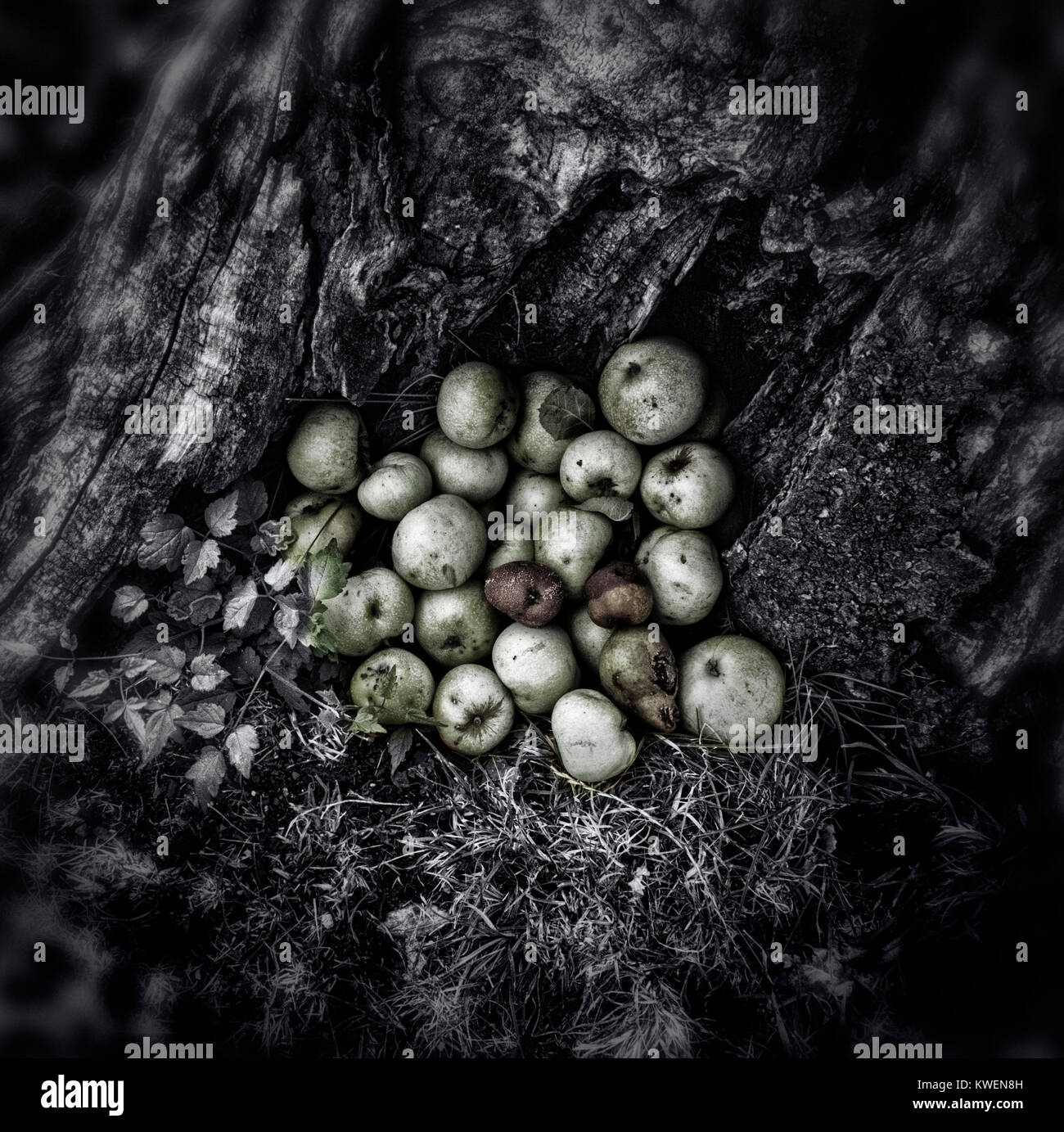 Nested apples hi-res stock photography and images - Alamy