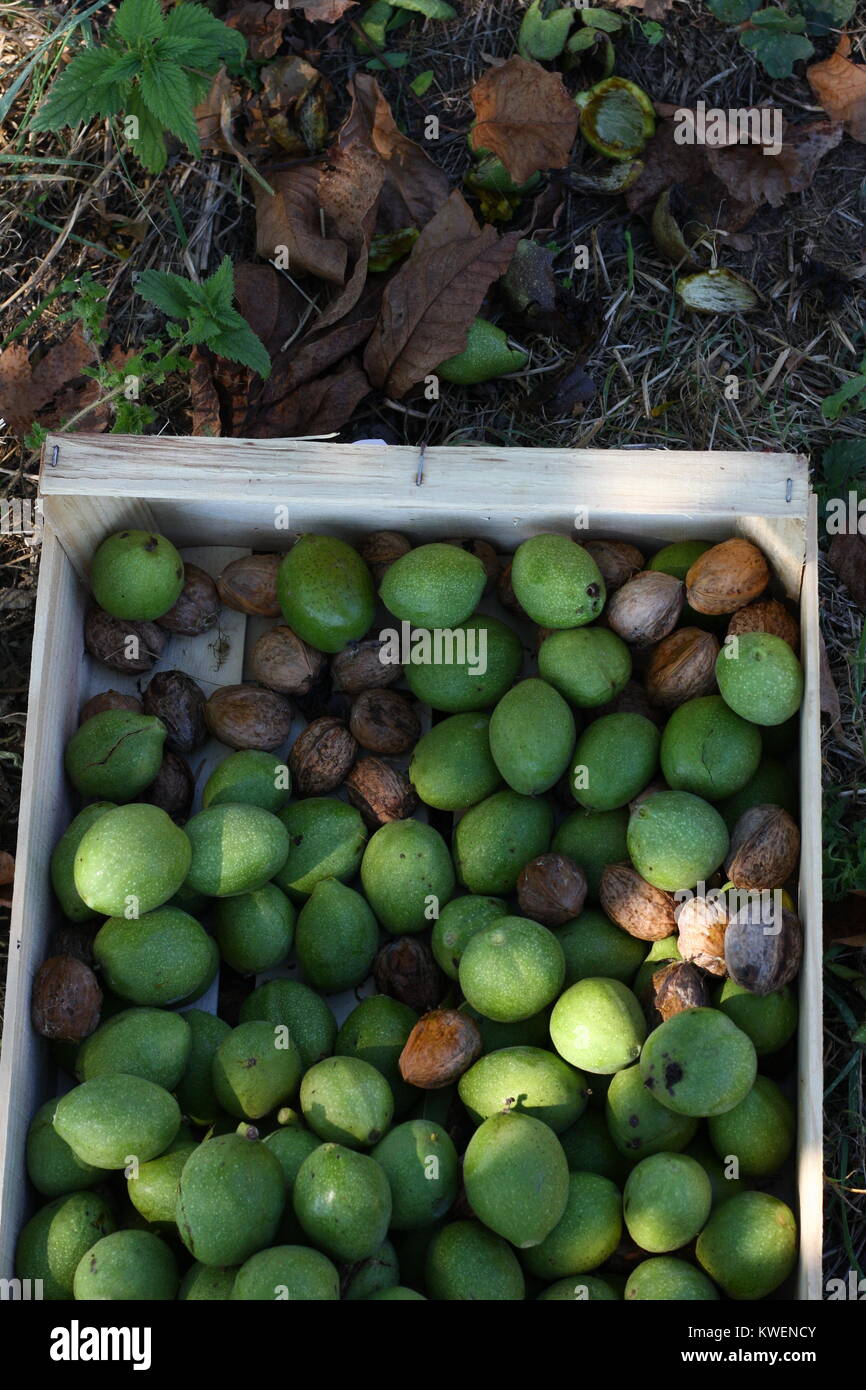 harvest of walnuts in a wooden box Stock Photo - Alamy