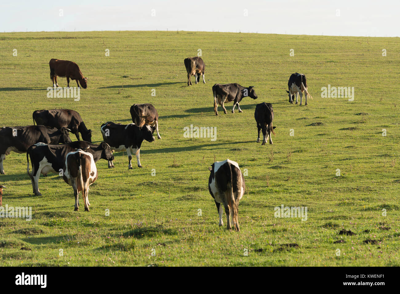 cows in a filed, Ukraine Stock Photo - Alamy