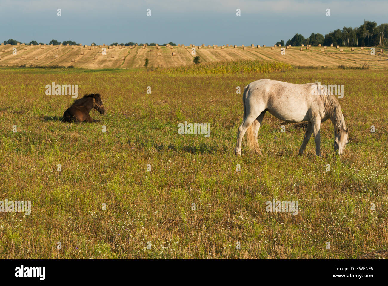 cows in a filed, Ukraine Stock Photo - Alamy