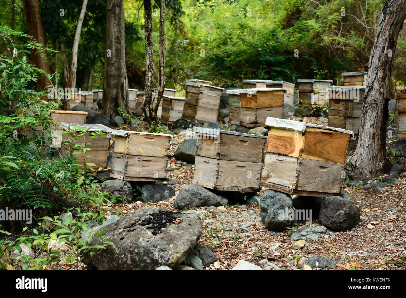 Cuba honey bees hi-res stock photography and images - Alamy