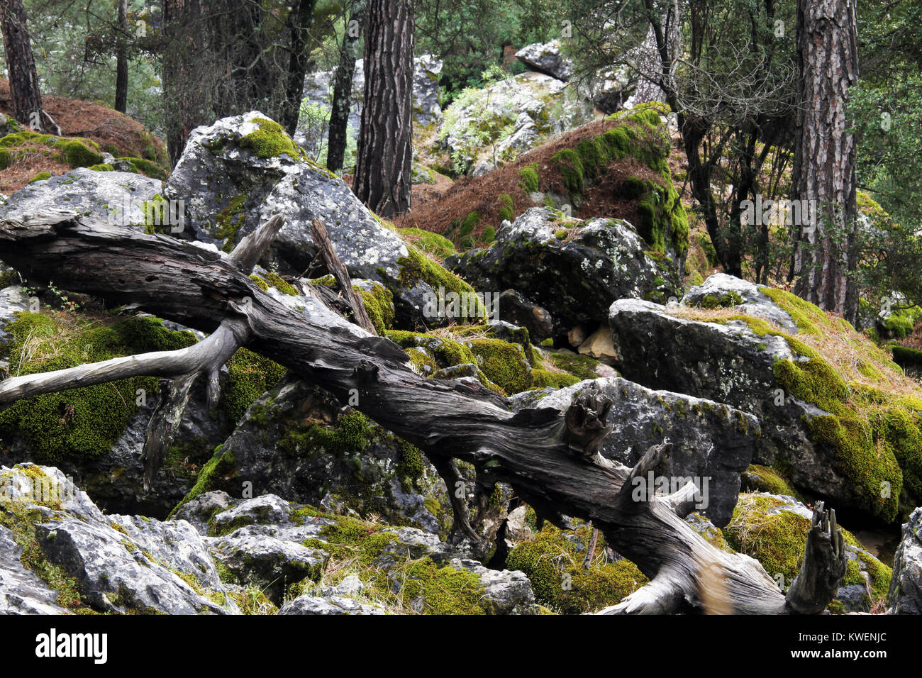 Fallen dry tree and rocks with moss in the forest Stock Photo - Alamy