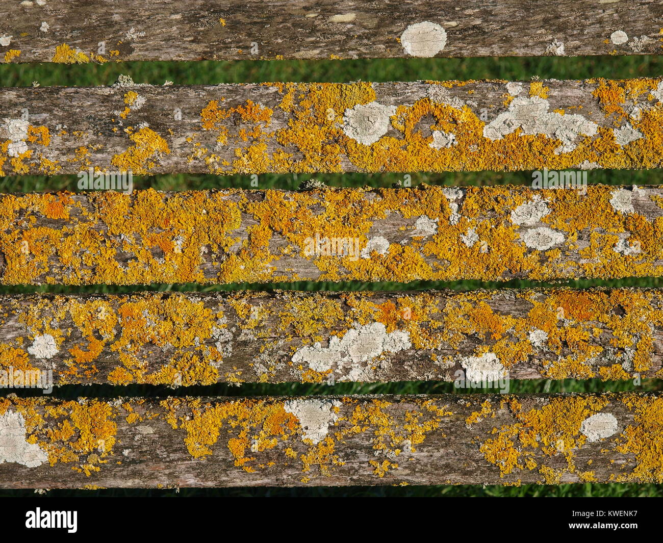 Lichen on a park bench Stock Photo - Alamy