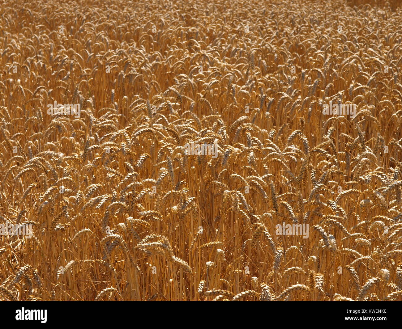 Close up field golden wheat hi-res stock photography and images - Alamy
