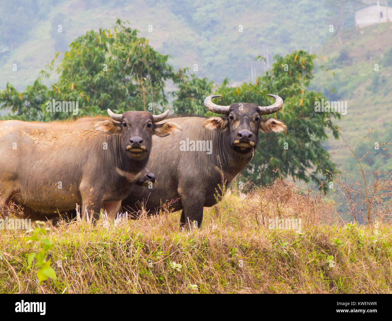 Big buffalos in field hi-res stock photography and images - Alamy