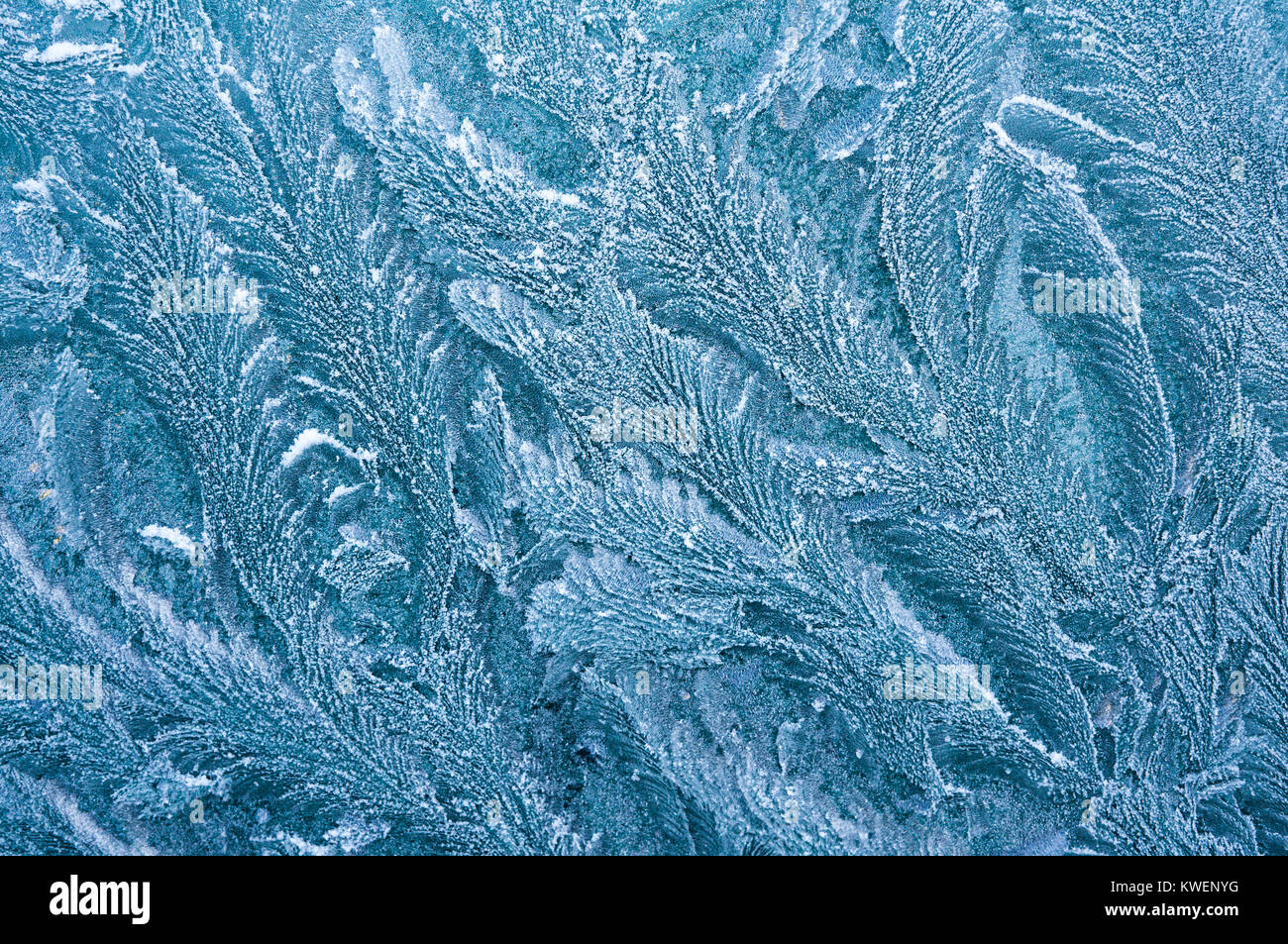 Iceflowers, frozen.The ice-cold frost forms ice crystals in beautiful ...