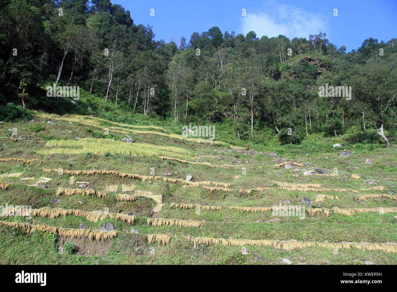 Harvest on the rice field in Nepal Stock Photo - Alamy