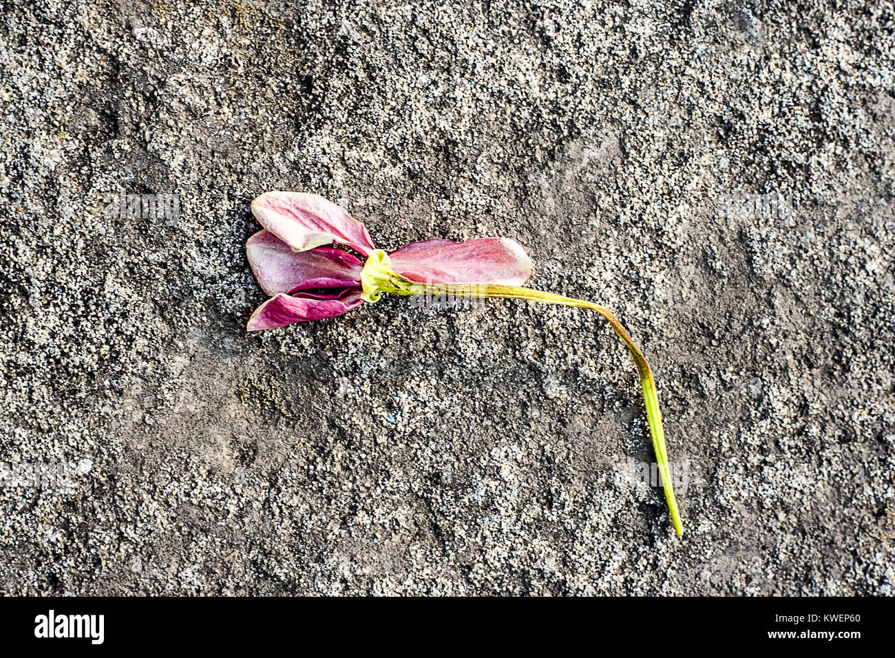 pink broken flowers on rough surface Stock Photo - Alamy