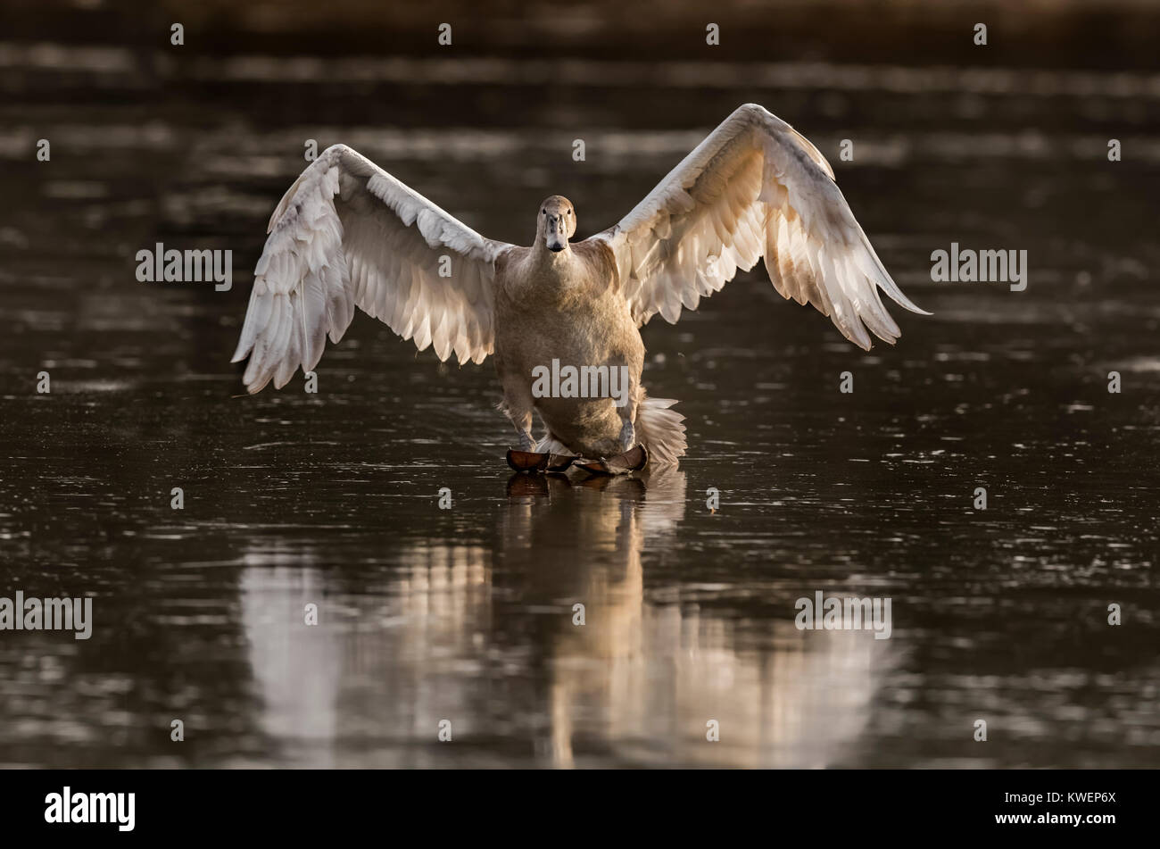 Cygnet in flight hi-res stock photography and images - Alamy