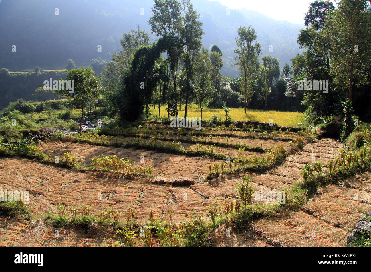 Harvest on the rice field in Nepal Stock Photo - Alamy